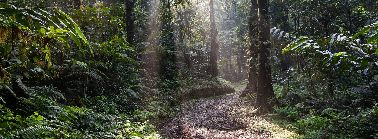 EU-Verordnung für entwaldungsfreie Produkte (EUDR) - KESSLER Rechtsanwaltsgesellschaft mbH